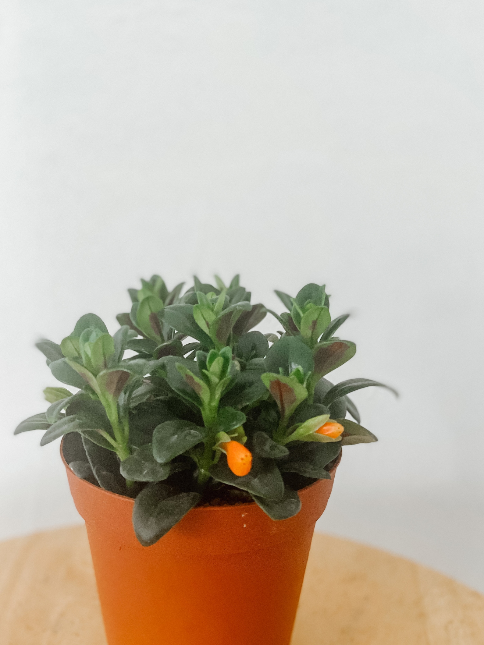 Goldfish Plant Columnea Nematanthus in 4in Pot. - Etsy