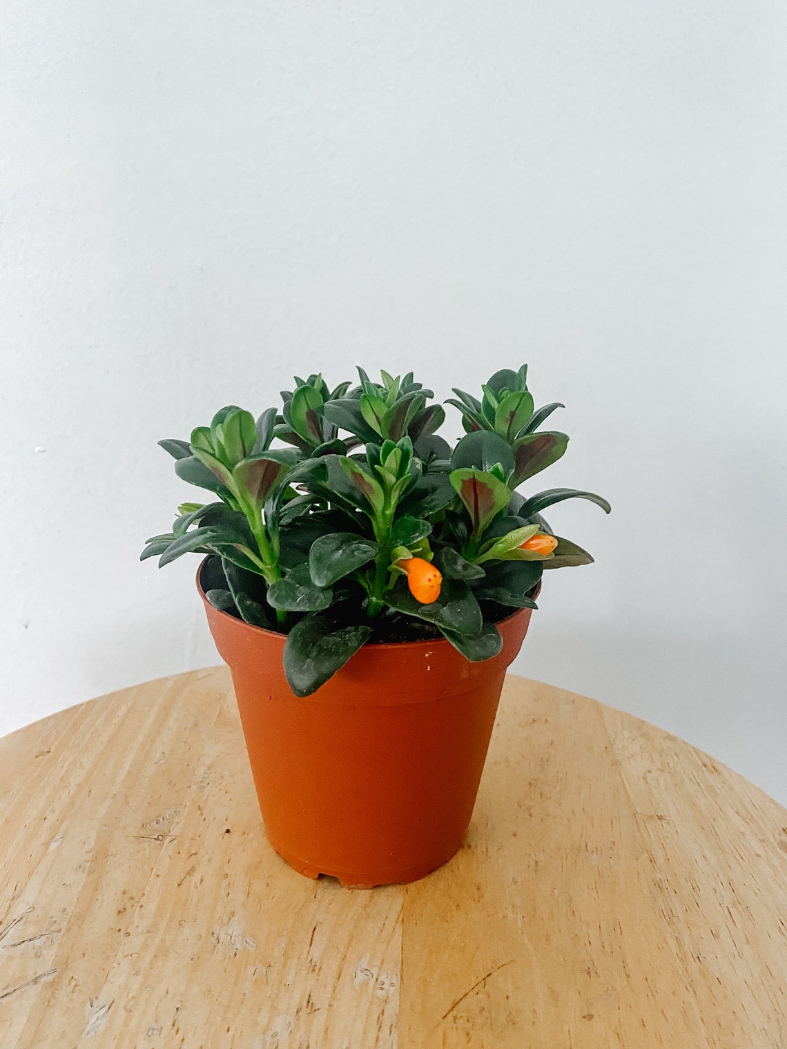 Goldfish Plant Columnea Nematanthus in 4in Pot. - Etsy