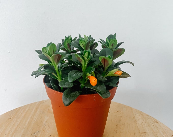 Goldfish Plant Columnea Nematanthus in 4in Pot. - Etsy