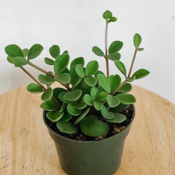 Peperomia Hope Plant - Etsy