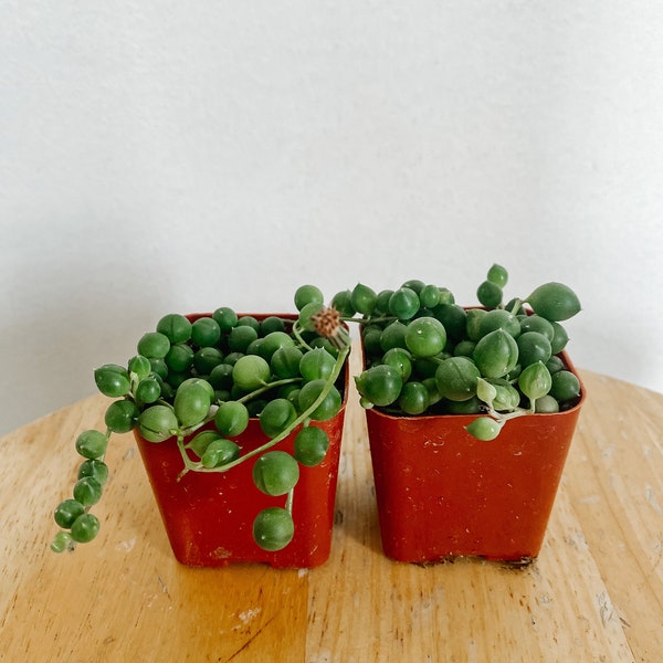 String of Pearls Succulent - Etsy