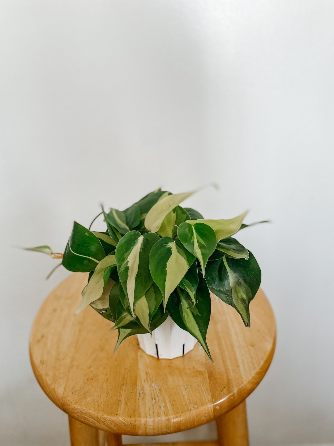Trailing Philodendron Hederaceum Brasil Live Plant in 4in Pot. - Etsy