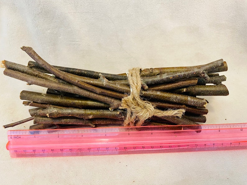 Fresh Birch Stick Bundle 25 Count - Etsy
