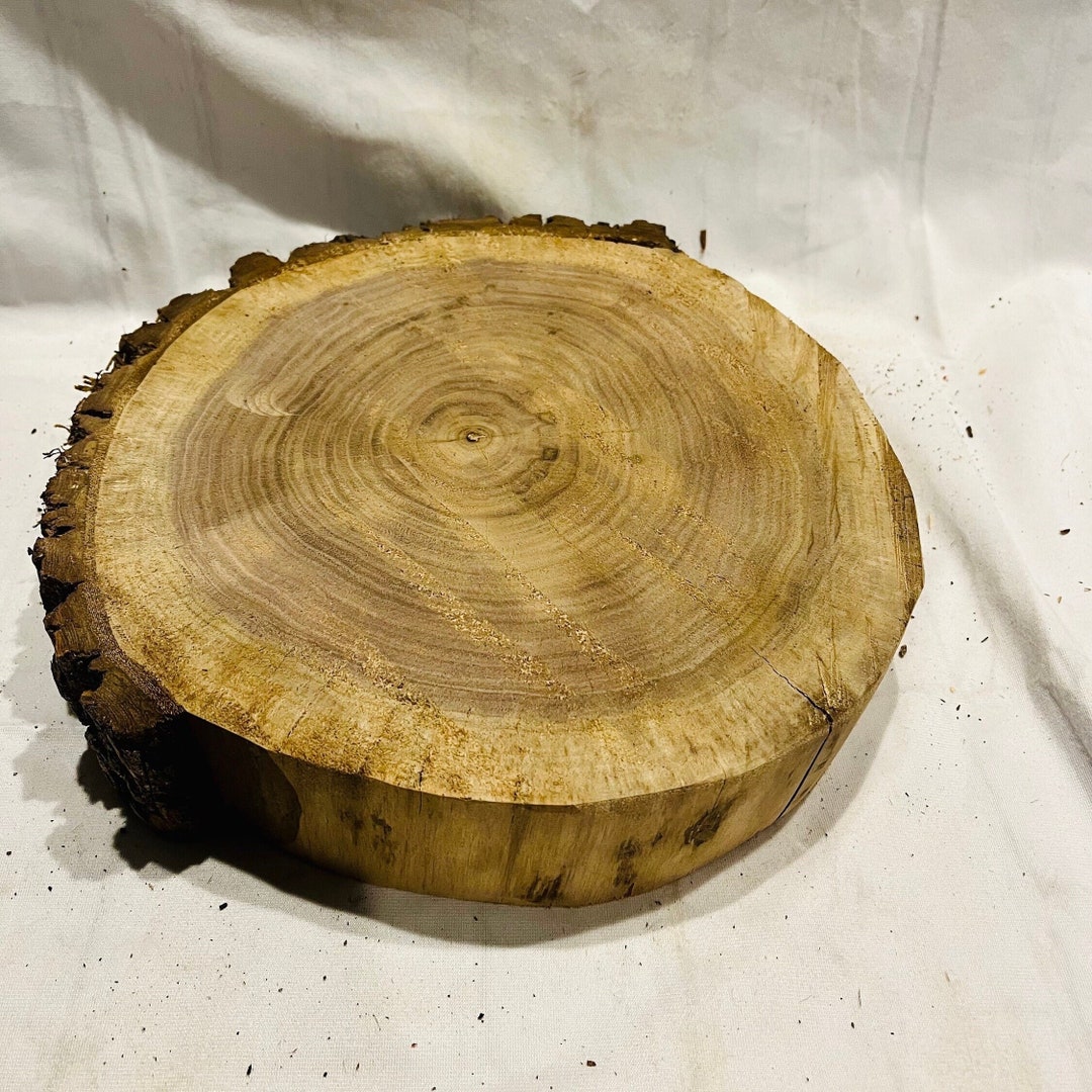Black Walnut Slice Large Tree Slice 12black Walnut Slab - Etsy