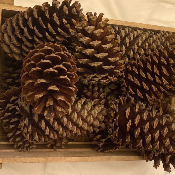 Large Pine Cones - Etsy