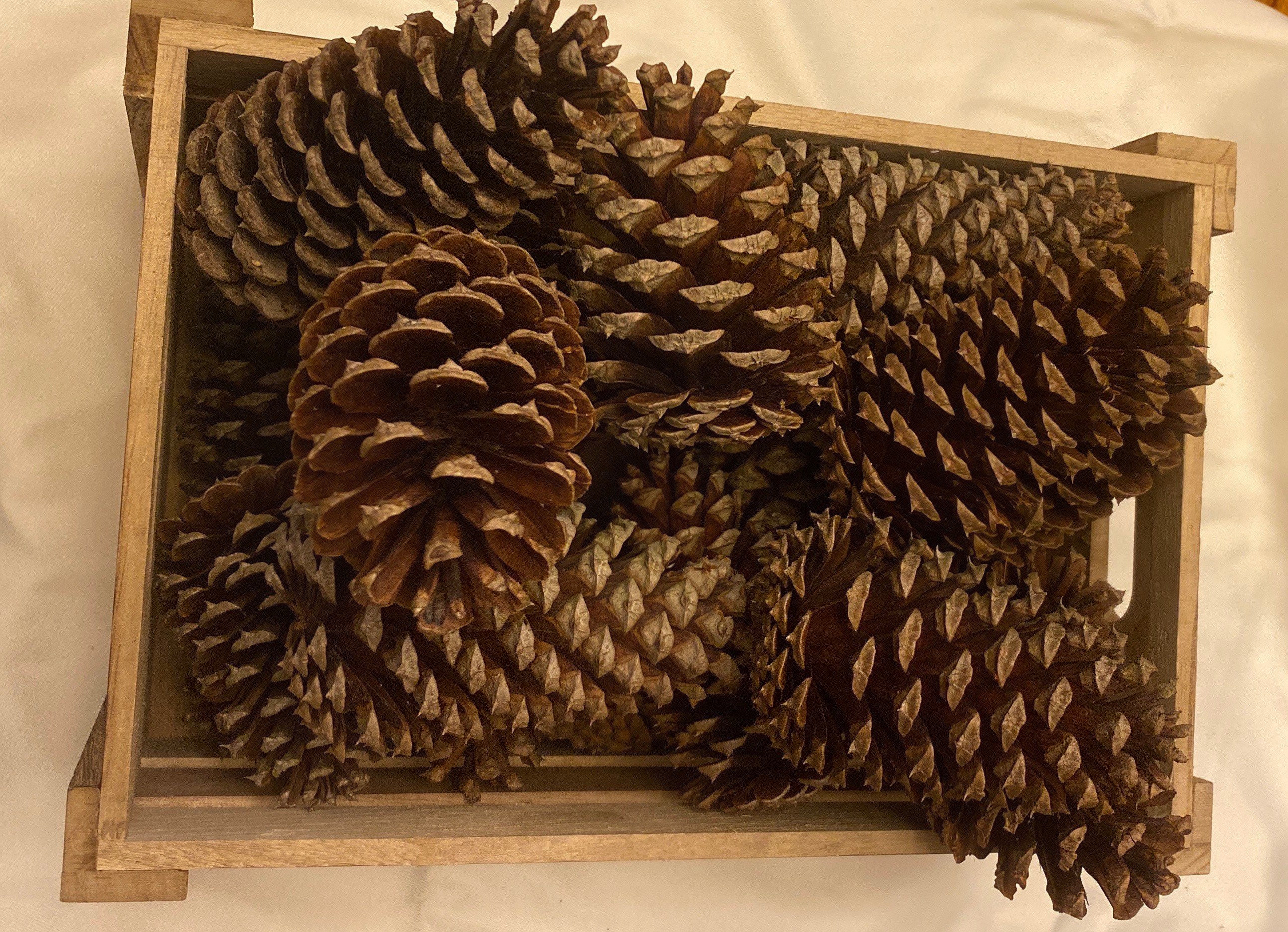 Loblolly Pine Cones (10 Count): Natural Brown Craft Cones - Etsy