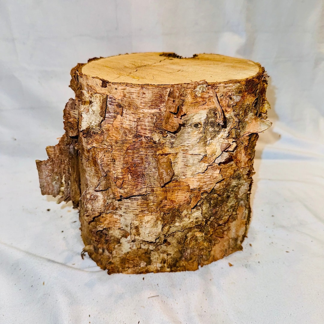 Rustic Birch Wood Stump Tree Stump Terrarium/fairy Garden Decor Unique ...