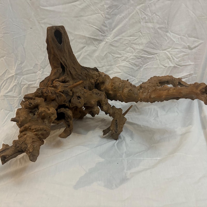 Large Natural Root Branch - Etsy