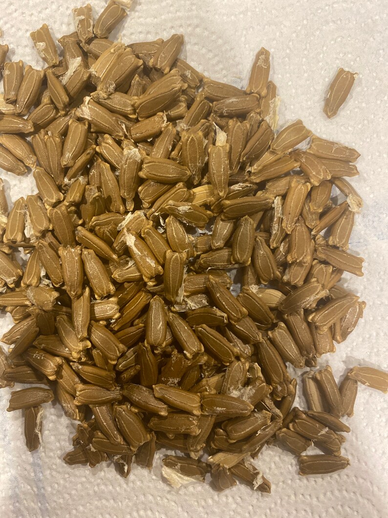 Dipper Gourd Seed 10 count | Etsy