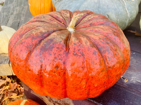 Cinderella pumpkin seeds 10 count | Etsy