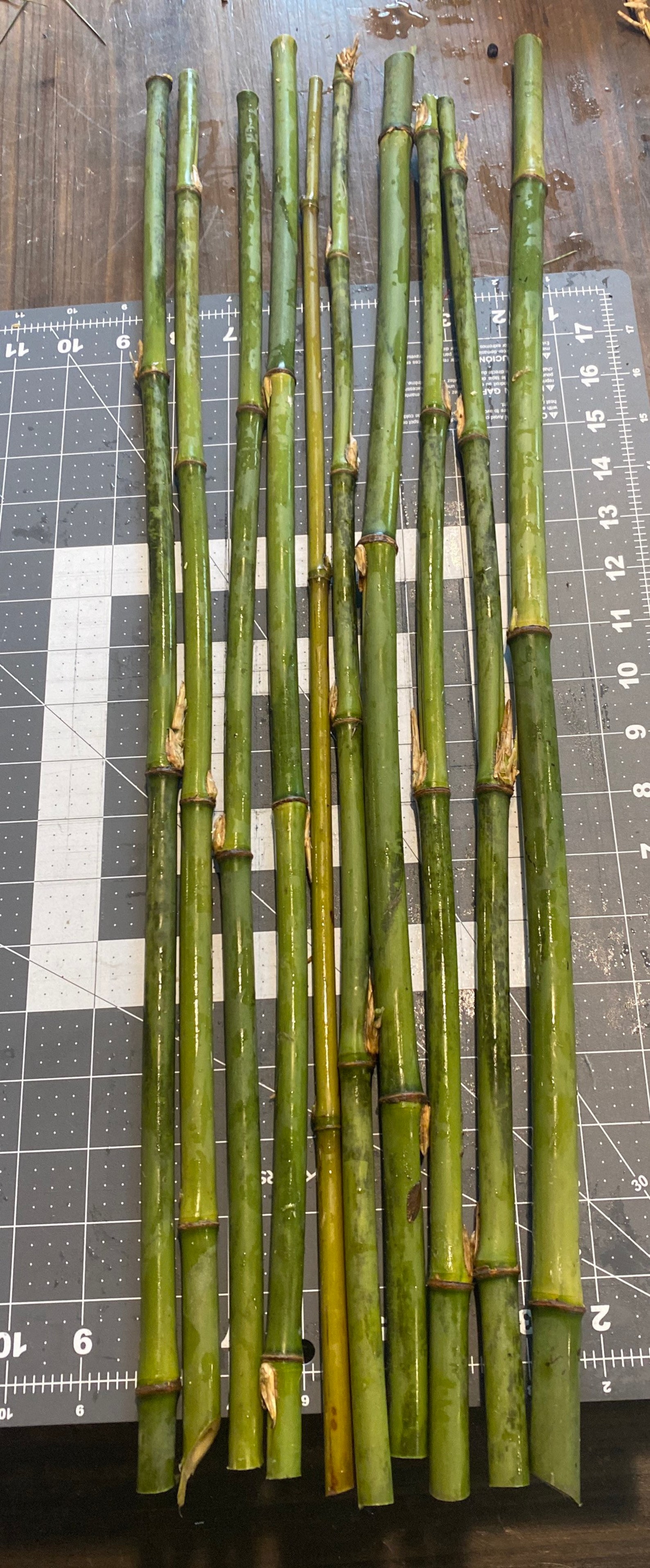 River Cane Bundle of 10 - Etsy