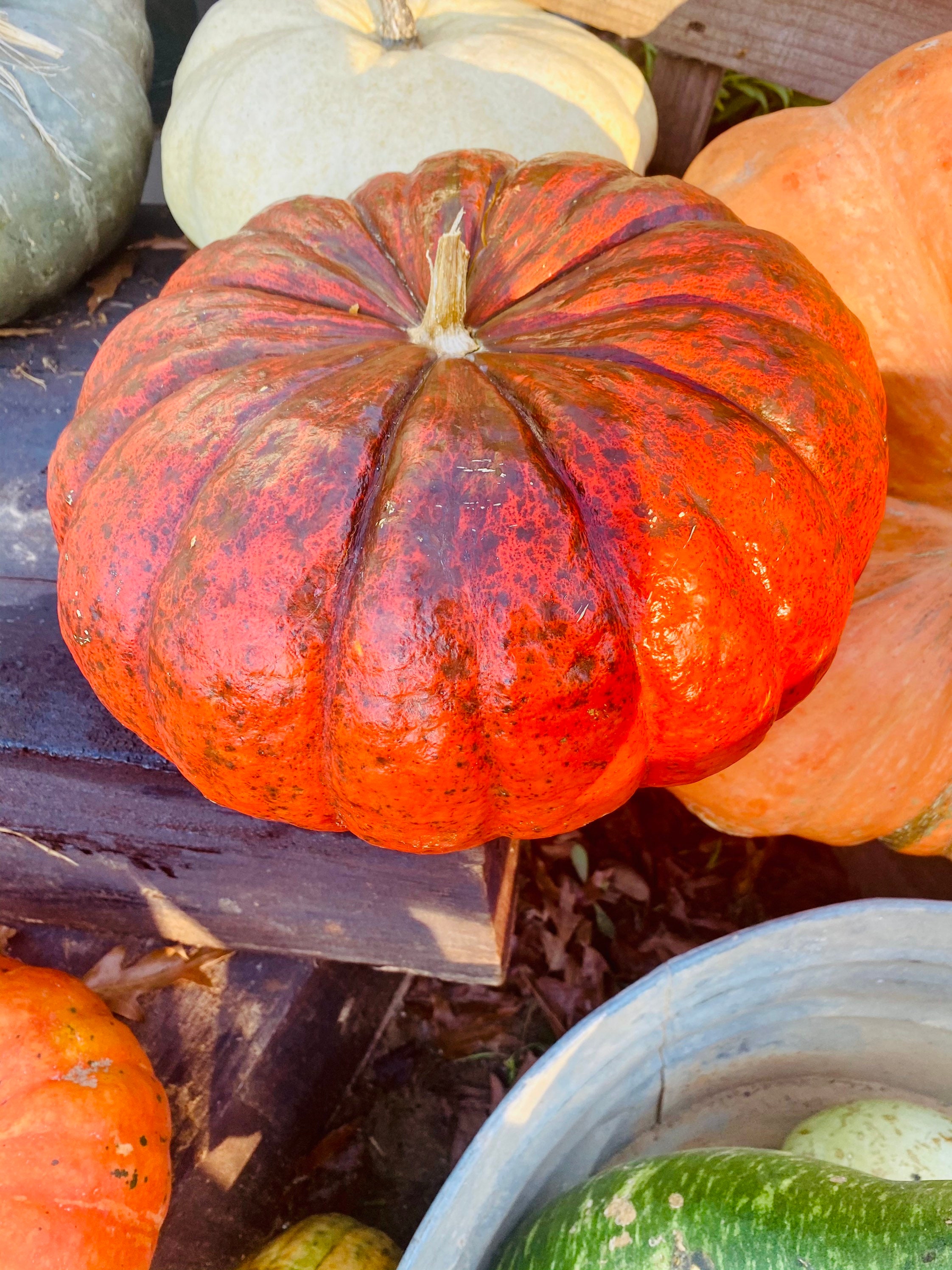 Cinderella Pumpkin Seeds 10 Count - Etsy Canada