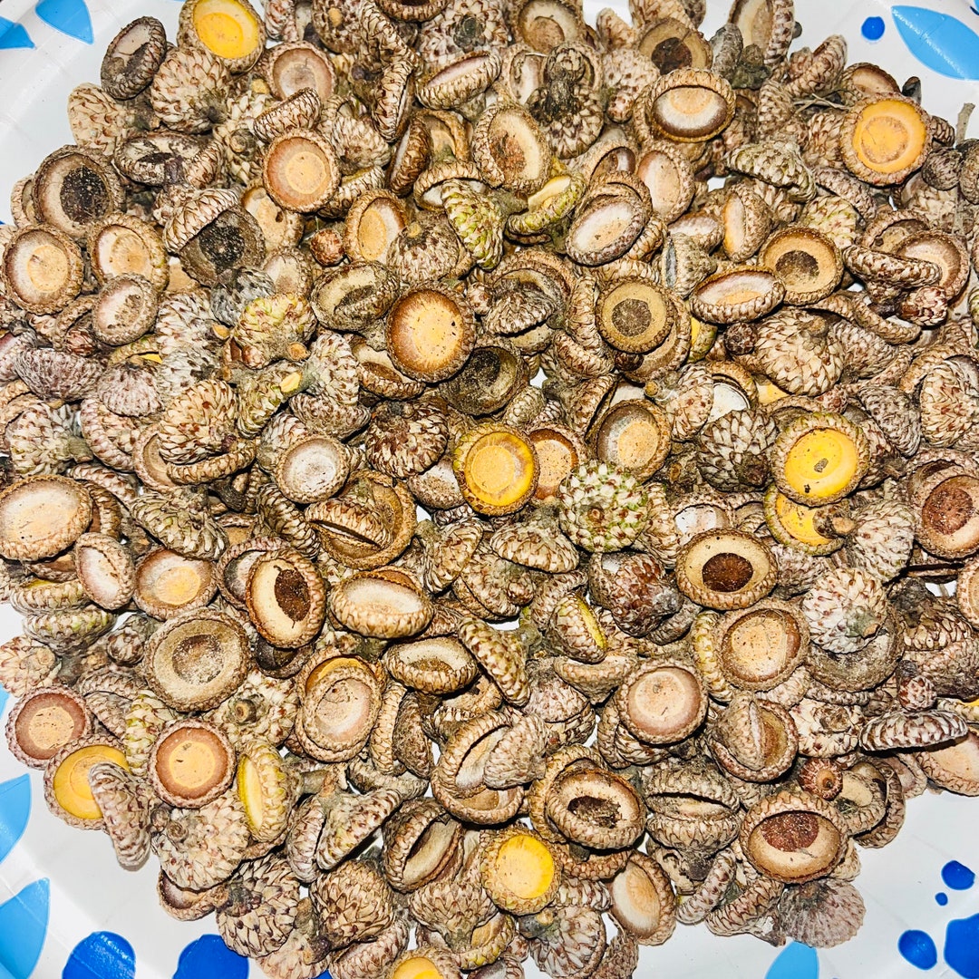 200 Small Acorn Caps: Natural Fall Decor, Crafting Supplies - Etsy