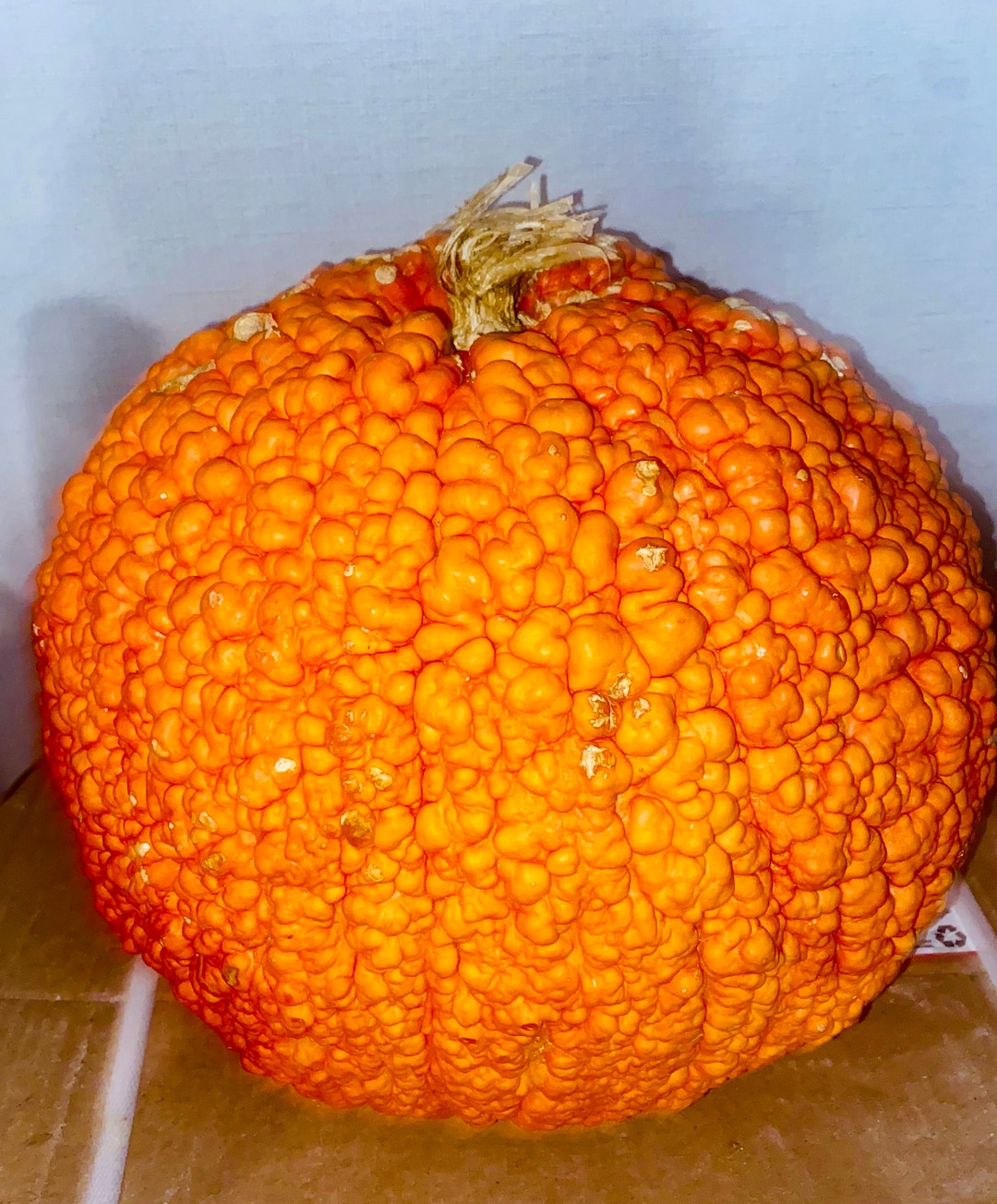 Red Warty Thing Pumpkin Seeds (10) - Etsy