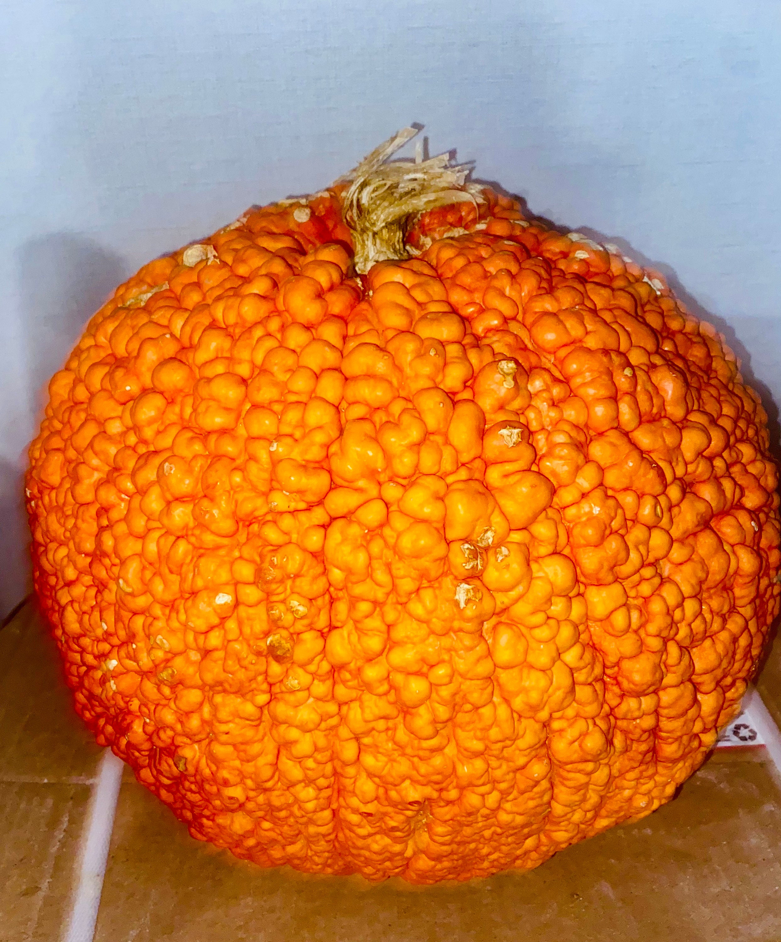 Red Warty Thing Pumpkin Seeds 10 | Etsy