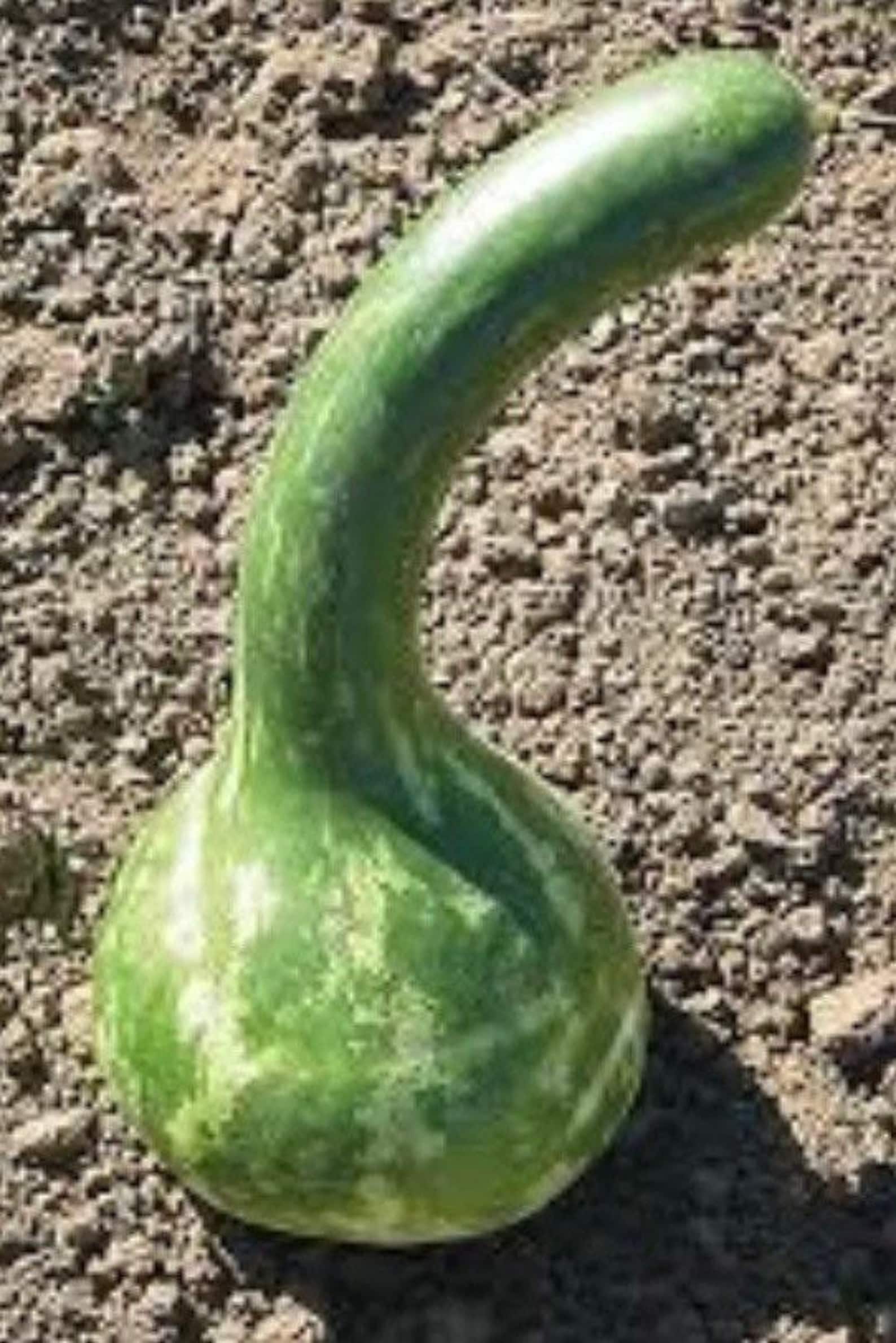 Dipper Gourd Seed 10 Count - Etsy Canada