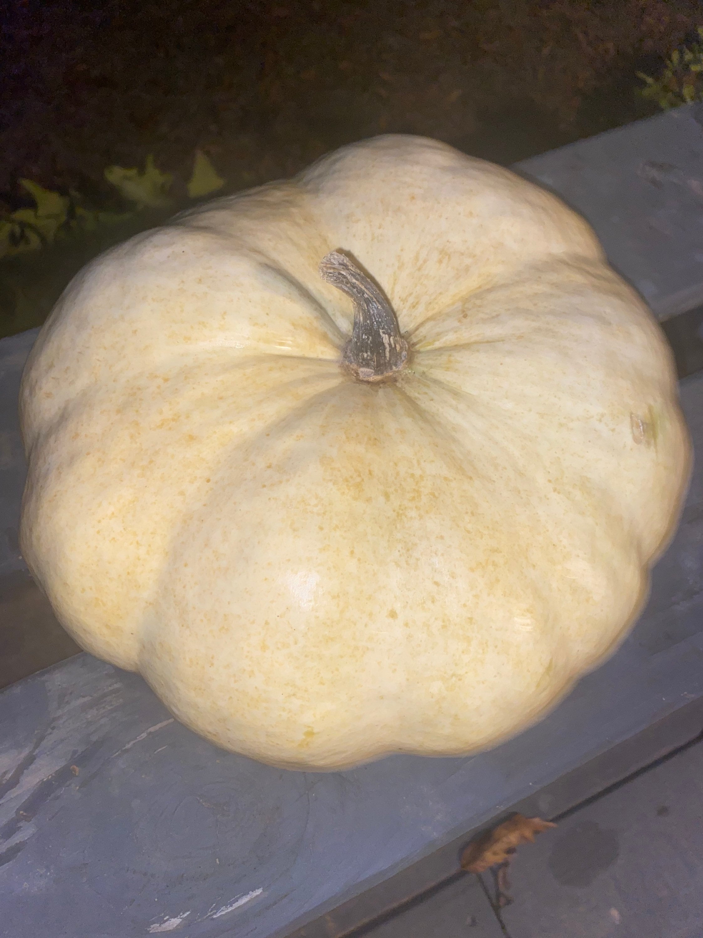 Flat Stacker Pumpkin Seeds 10 count | Etsy