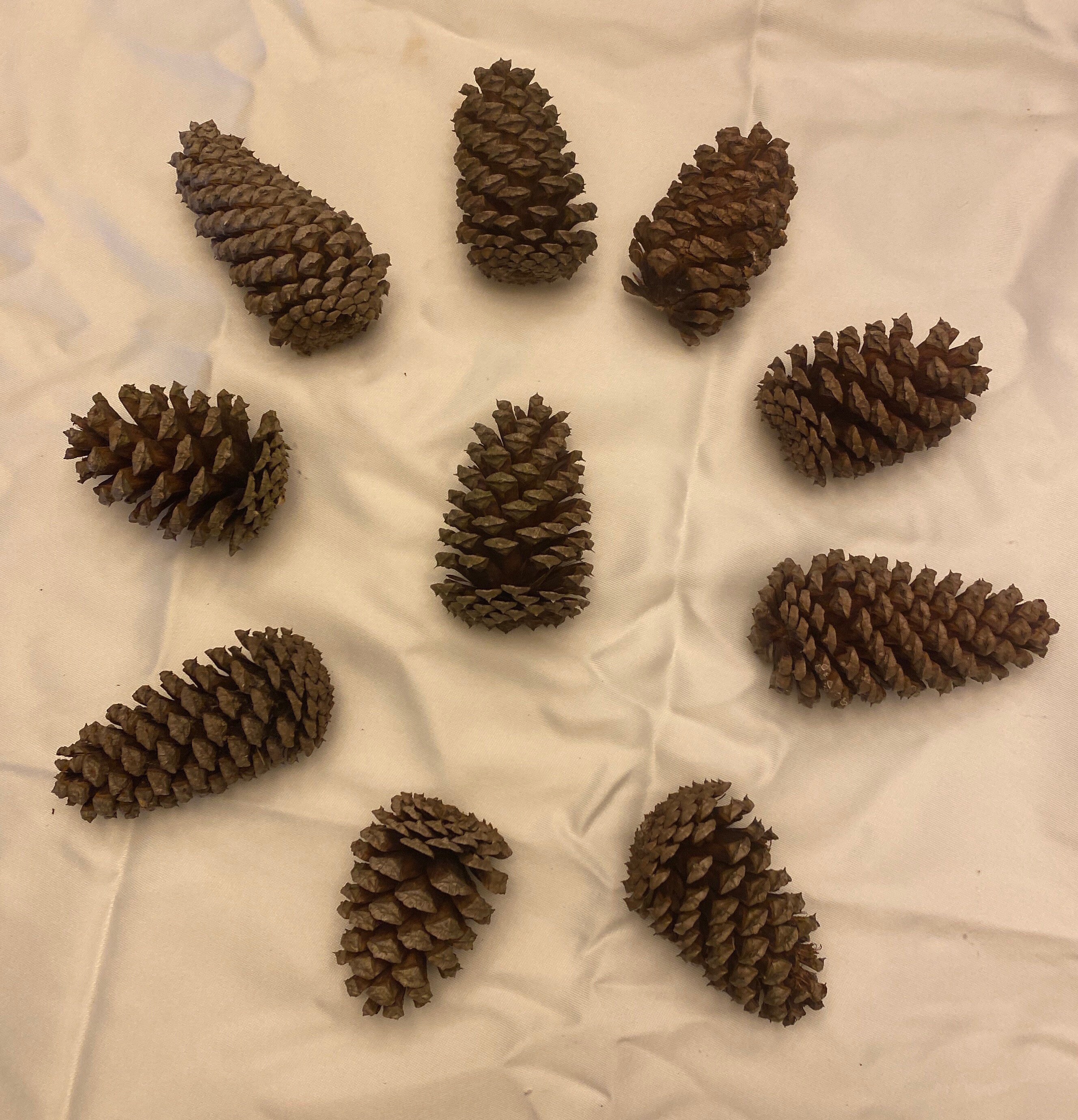 Loblolly Pine Cones (10 Count): Natural Brown Craft Cones - Etsy