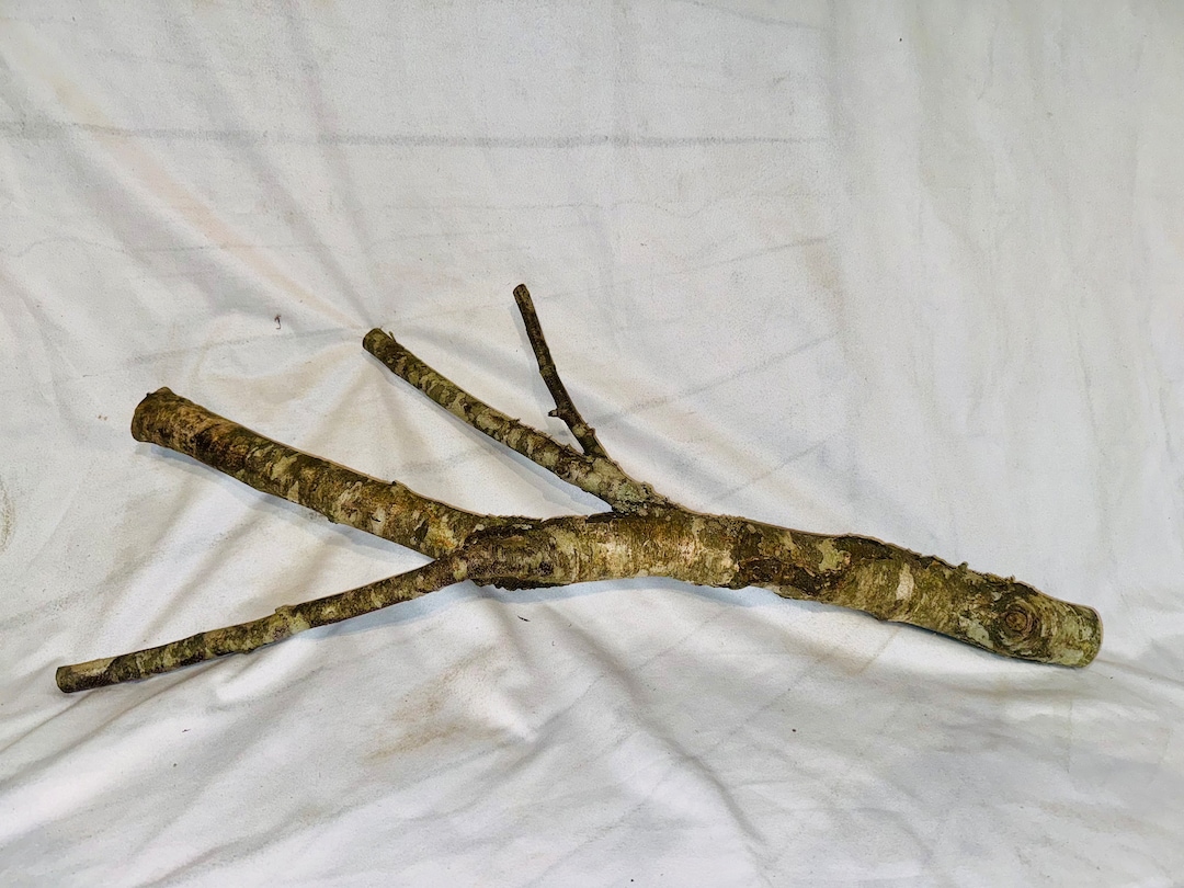 Birch Branch - 4 Prong - 26” Long - All Natural - Taxidermy Project ...