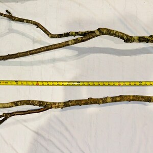 Naturally Forked Long Birch Limbs- Set of 3 - Birch Branches - 3 Feet ...