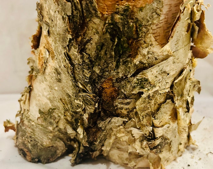 Rustic Birch Wood Stump Tree Stump Terrarium/fairy Garden Decor Unique ...