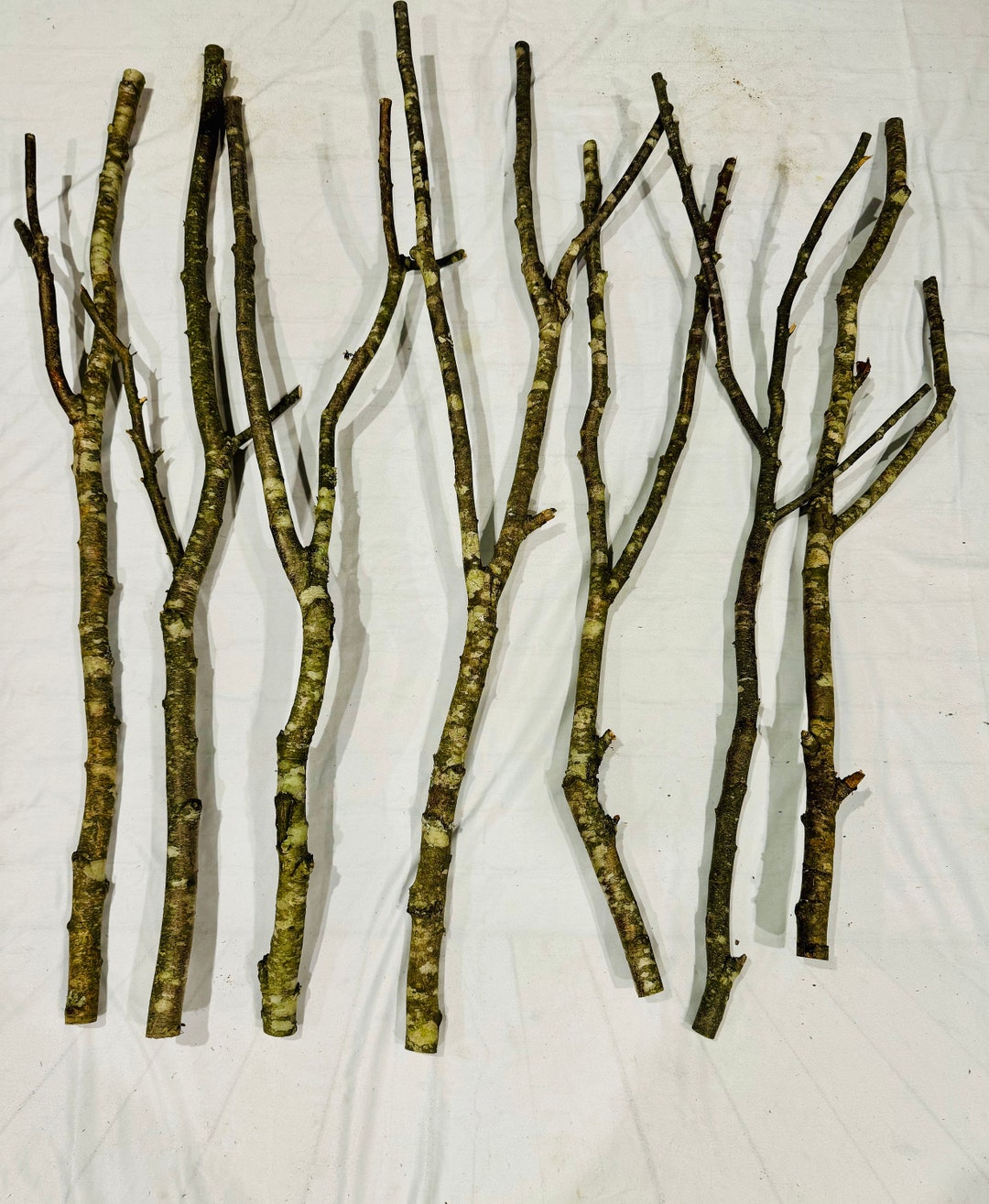 Naturally Forked Long Birch Limbs- Set of 3 - Birch Branches - 3 Feet ...