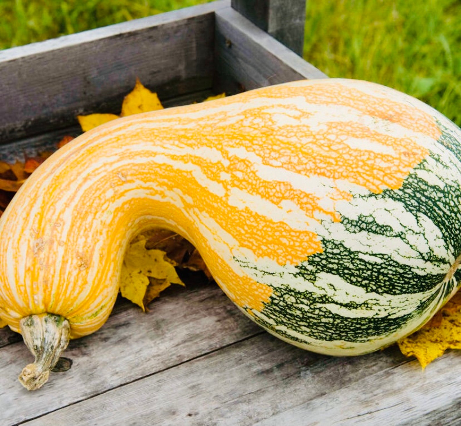 Orange Striped Cushaw Seeds 5 Count - Etsy