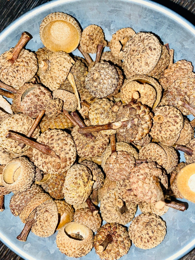 100 Single Acorn Caps Bulk Natural Acorn Caps | Etsy