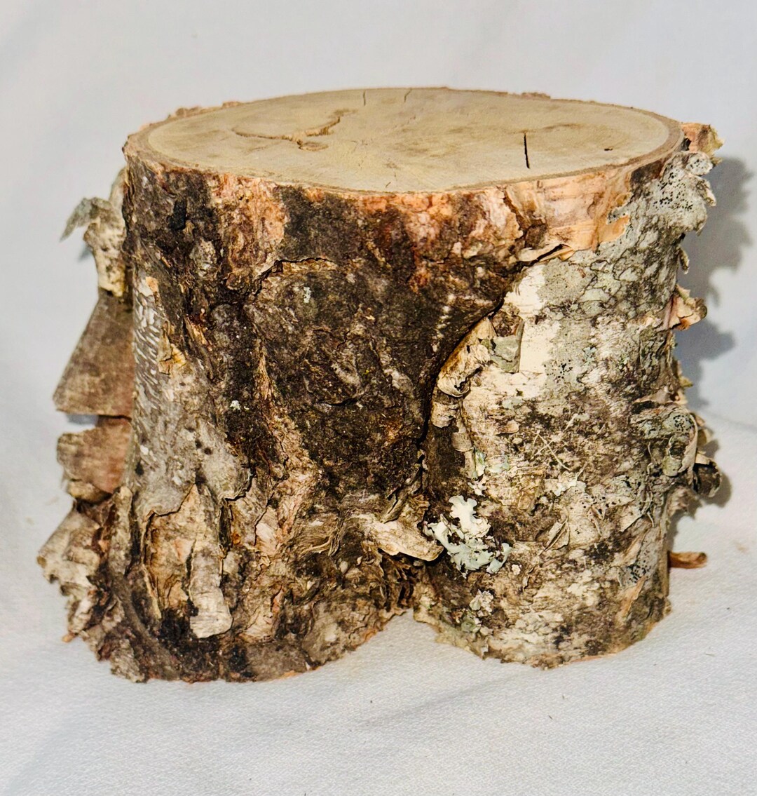 Rustic Birch Wood Stump- Tree Stump - Terrarium/fairy Garden Decor ...