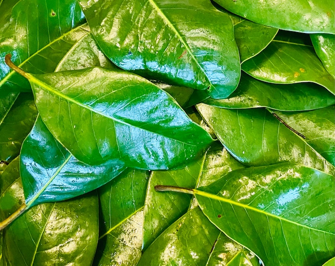 Bunch of 25 Fresh Magnolia Leaves to Be Used as Place Cards / Escort ...