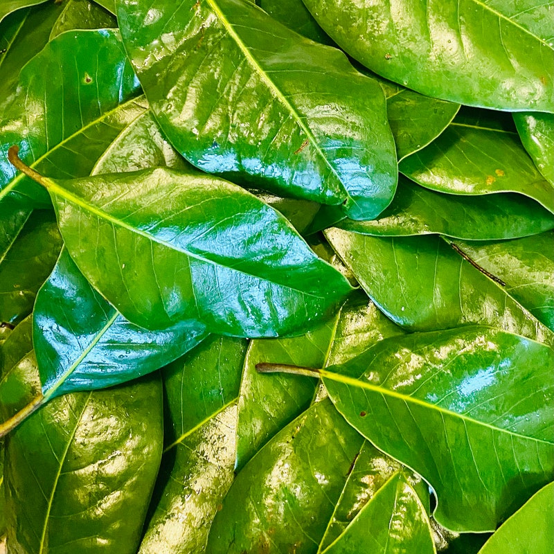 Magnolia Leaves - Etsy