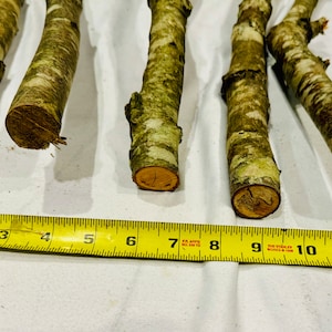Naturally Forked Long Birch Limbs- Set of 3 - Birch Branches - 3 Feet ...