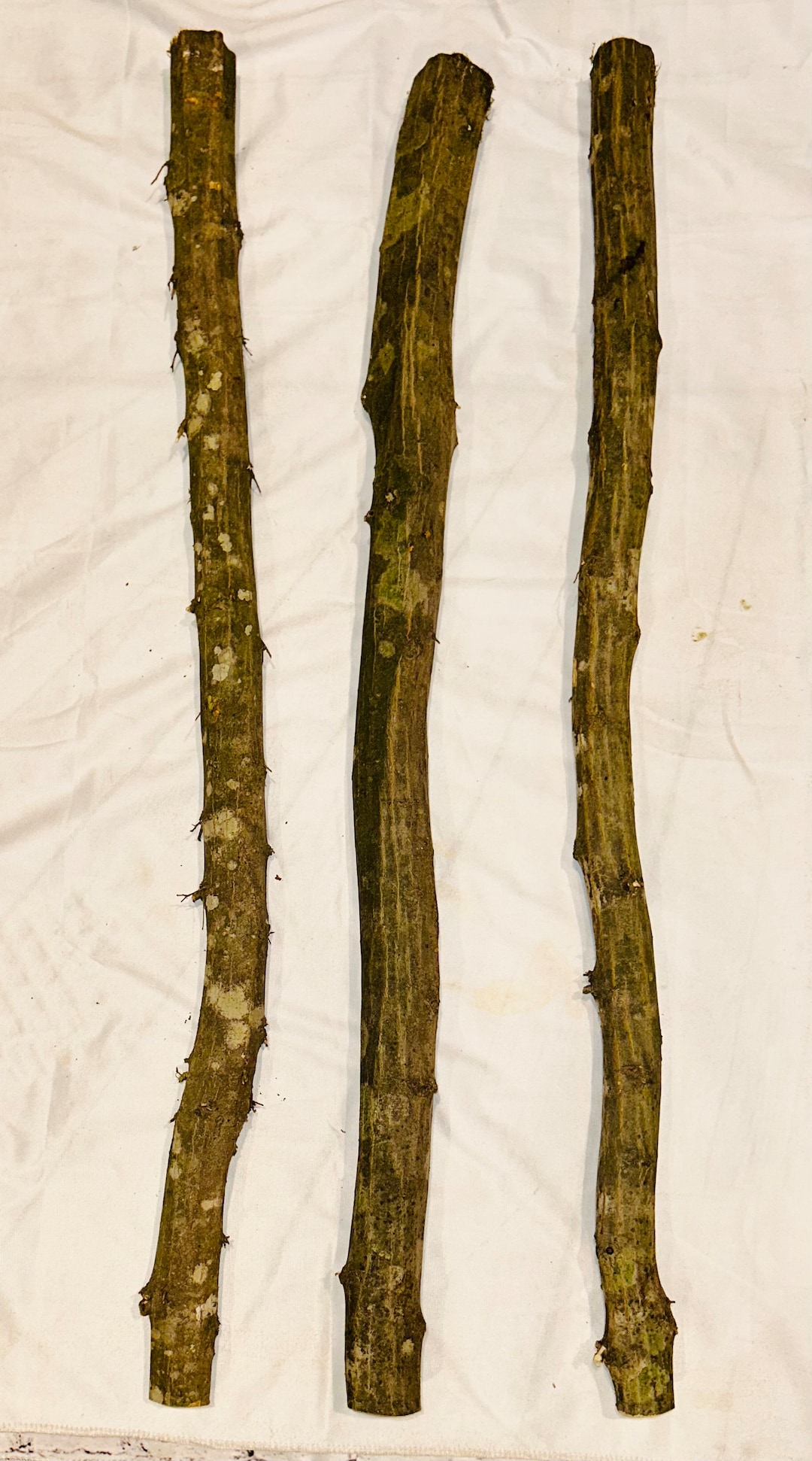 Ironwood Walking Stick - 34” Long- Muscle Wood - Blue Beech - American ...