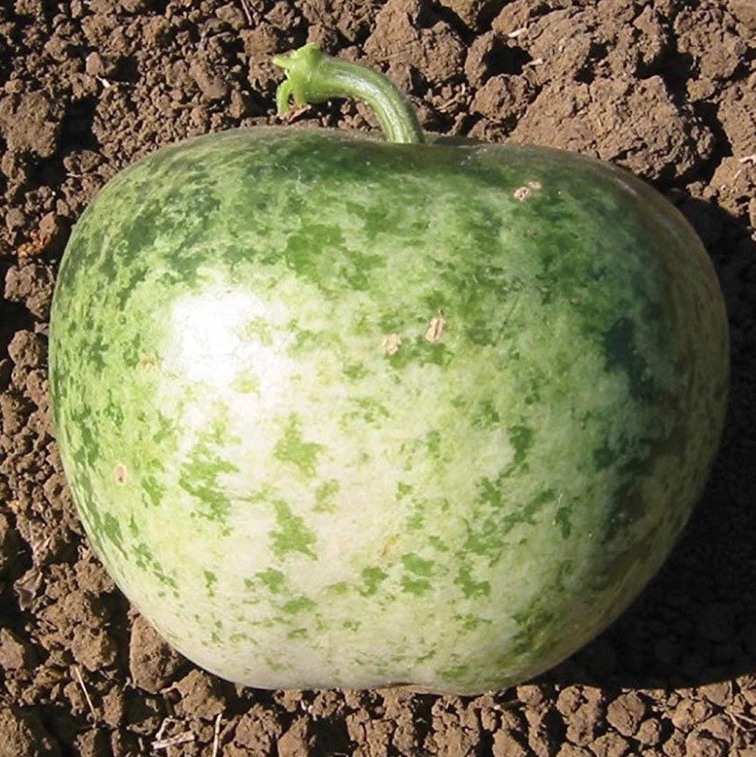 Apple Gourd Seeds (10 Count) - Etsy