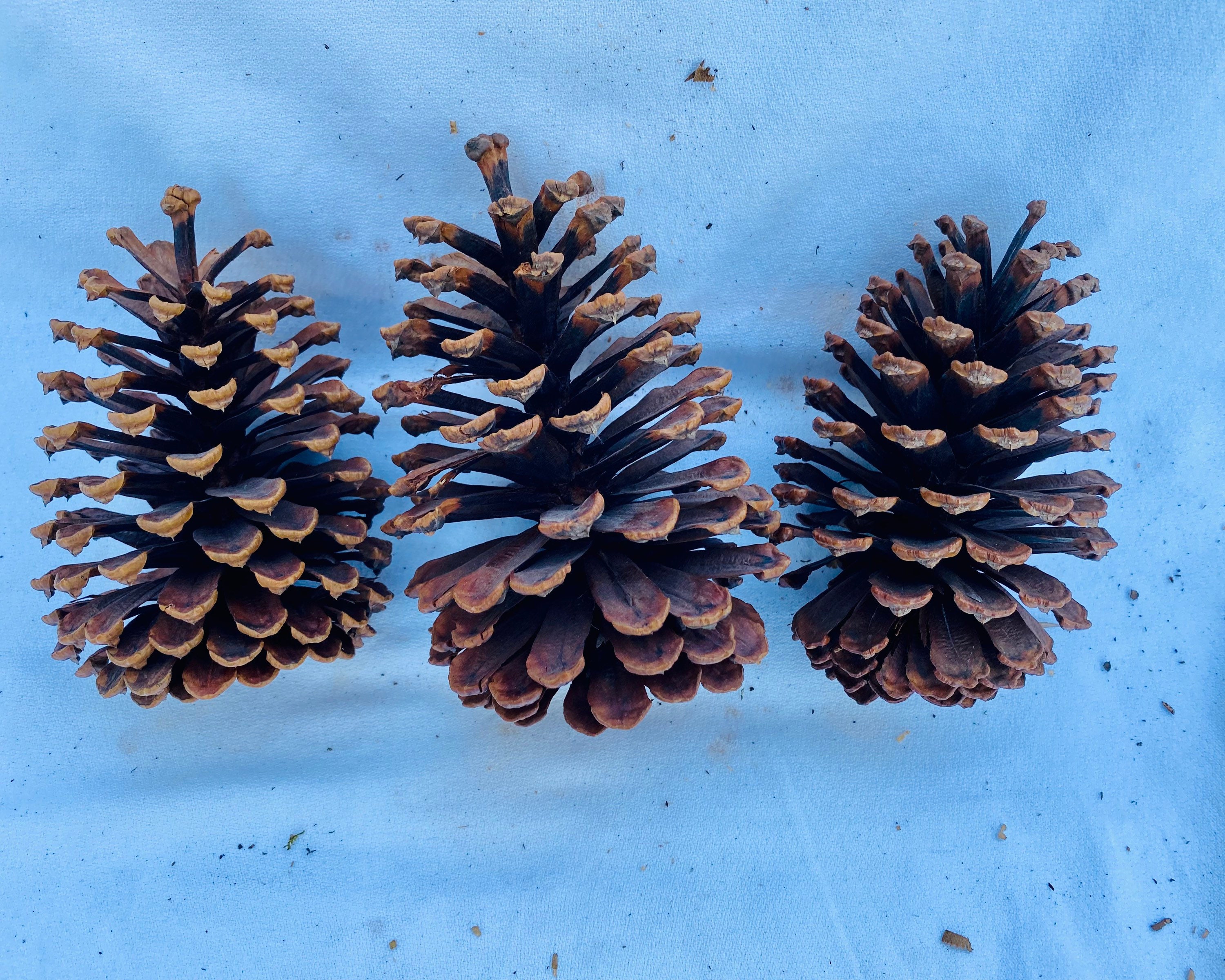 Lodgepole Pine Cones