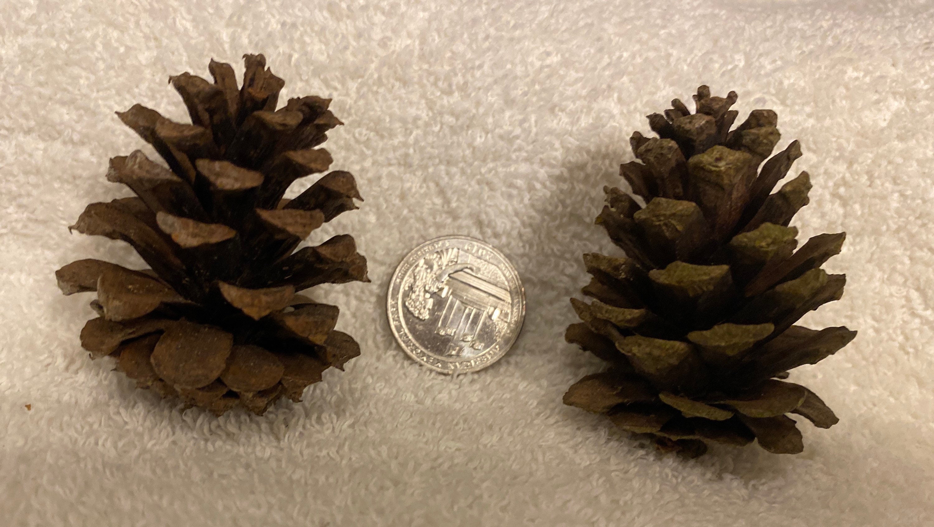 Small Pine Cones Real Pine Cones 2-3 Inch 10 Count - Etsy