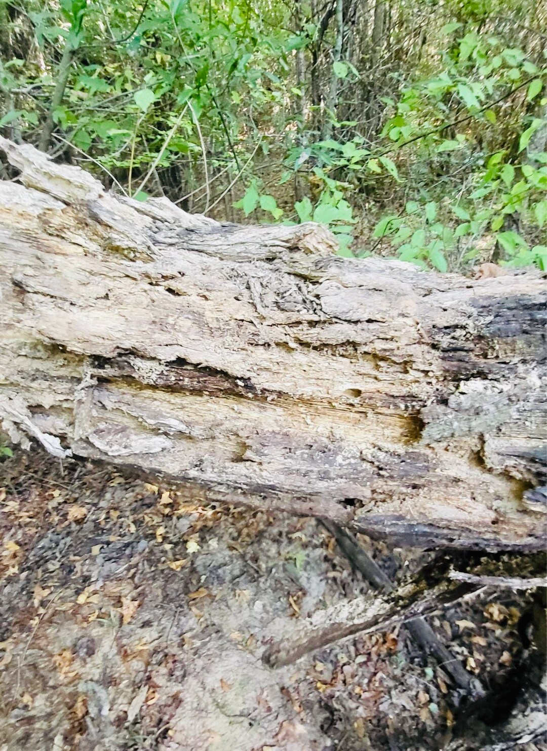 Rotten Hardwood Logs (3 Lbs): Isopod Terrarium Substrate, Natural ...