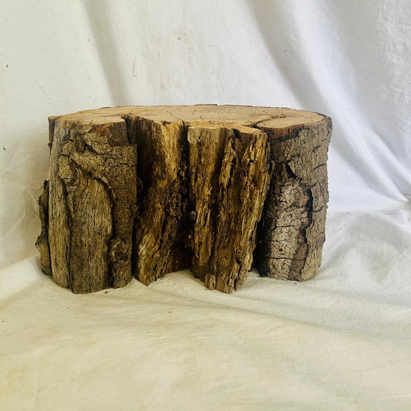 Hollow Log - Etsy