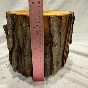 Rustic Wood Stump- 6”x6” - Large Willow Tree Stump - Terrarium/fairy ...