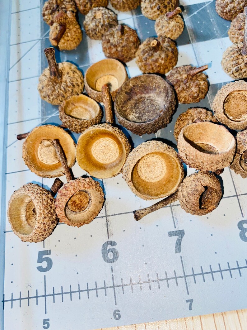 100 Single Acorn Caps Bulk Natural Acorn Caps - Etsy