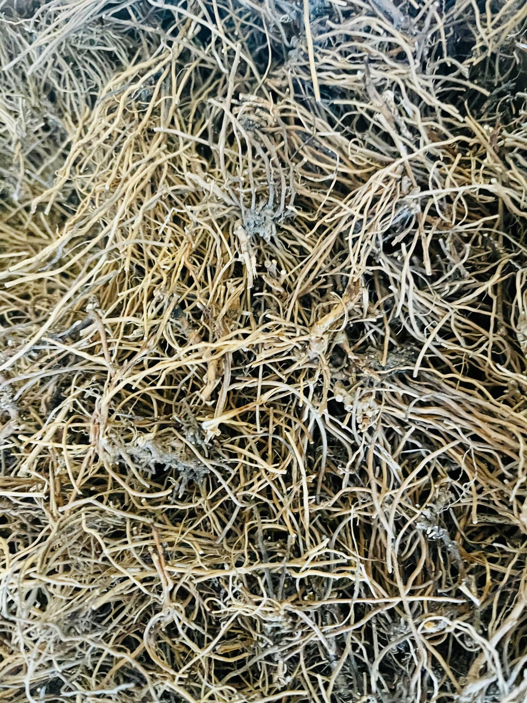 Virginia Snake Root - 1 Oz Dried - Etsy