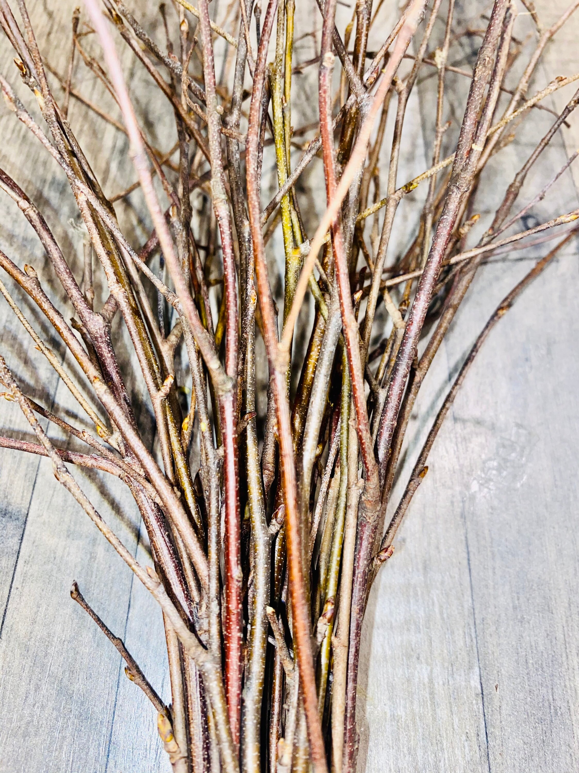 Bundle of real Birch Twig Branches 50 total 21 24 long | Etsy