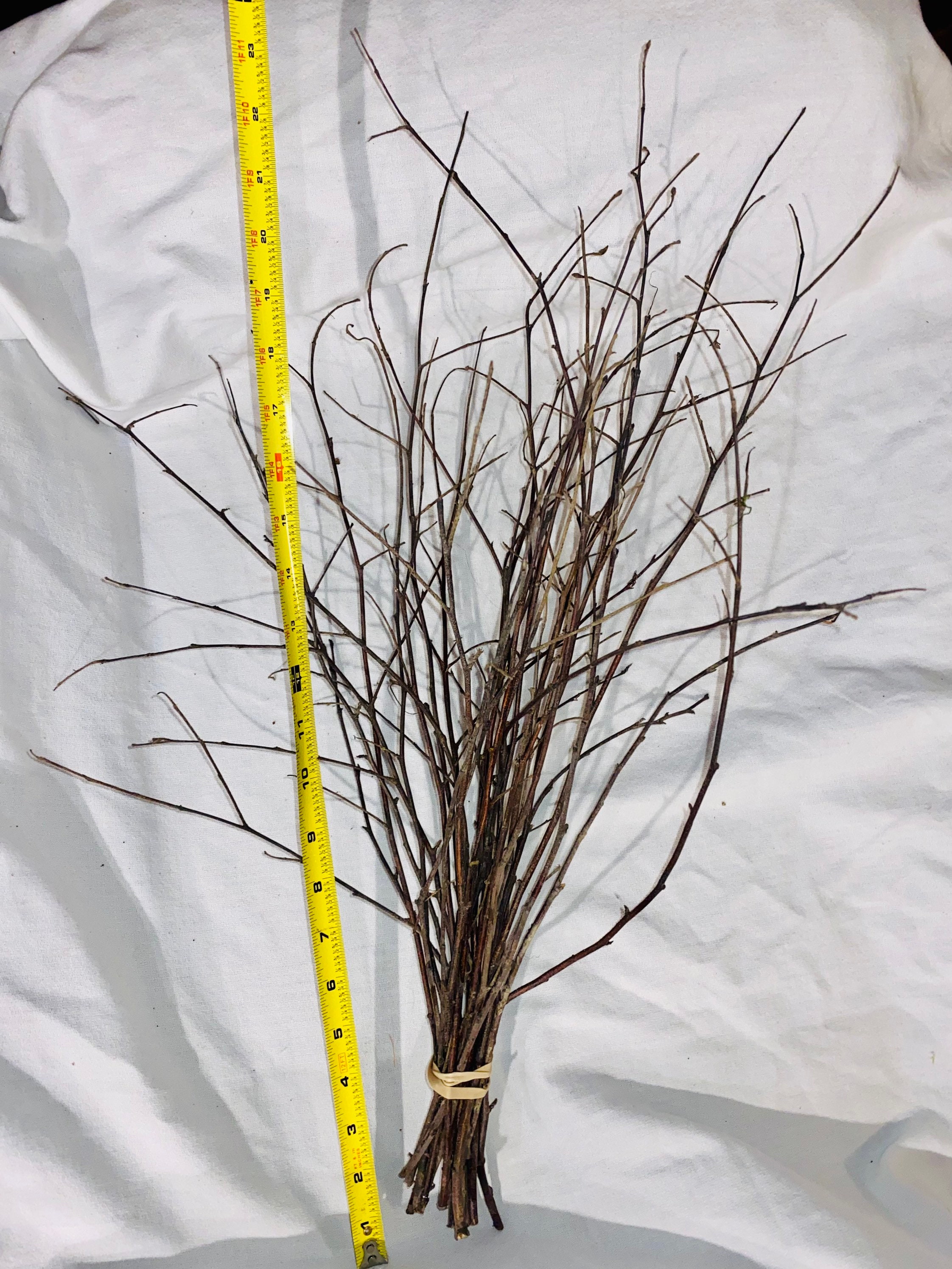 Extra Long Birch Twigs 25 Long Bundled Birch Twigs 20 to | Etsy