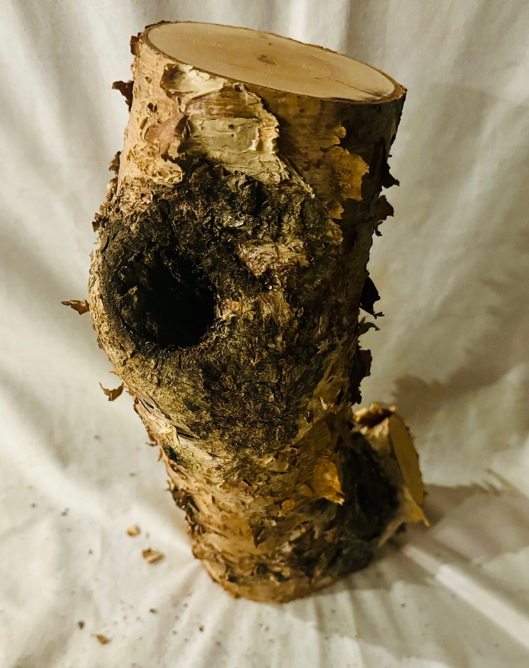 Birch Stump/log With Knot Holes Terrarium/fairy Garden Decor Unique ...