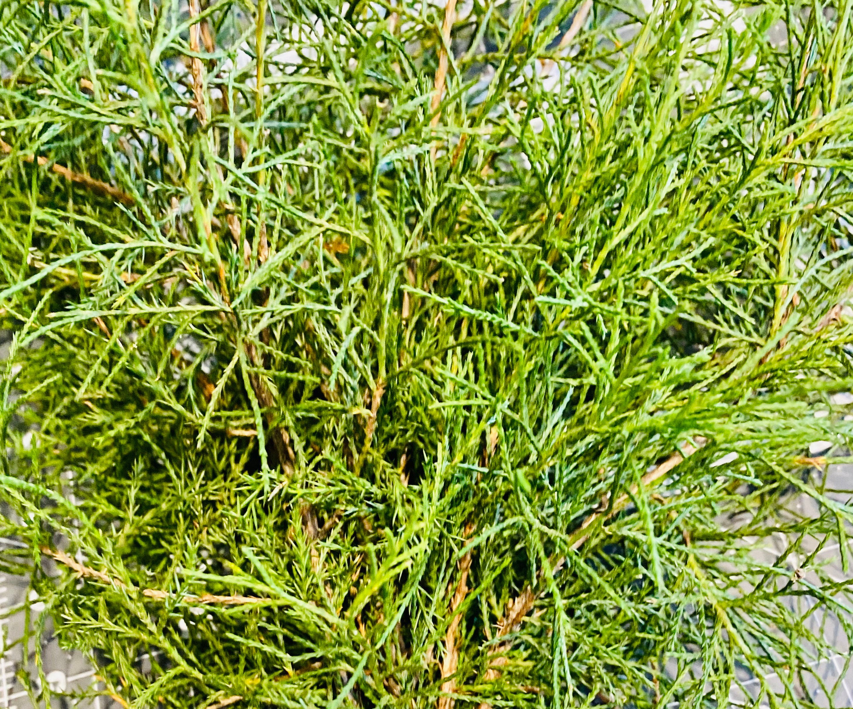 Fresh Cedar Tree Clippings 2-3 Oz per Bundle - Etsy