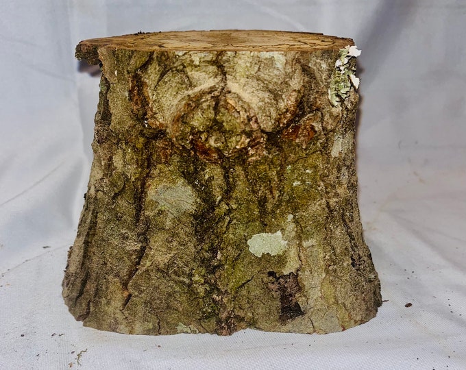 Rustic Wood Stump Tree Stump Terrarium/fairy Garden Decor Unique Stump ...