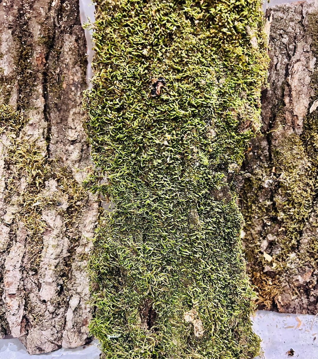 Natural Mossy Tree Bark Pieces: Fairy Garden Terrarium Decor - Etsy