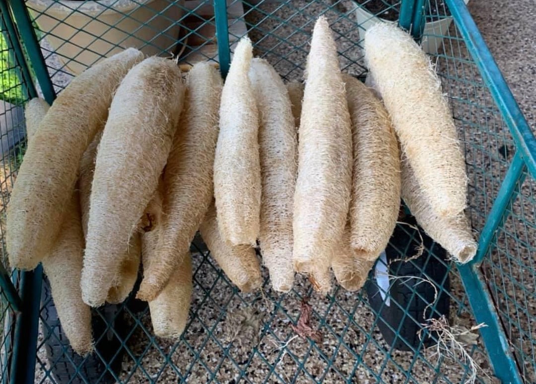 25 Count Loofah Gourd Seeds - Loofah Sponge - Loofah Sponge Seeds - Etsy