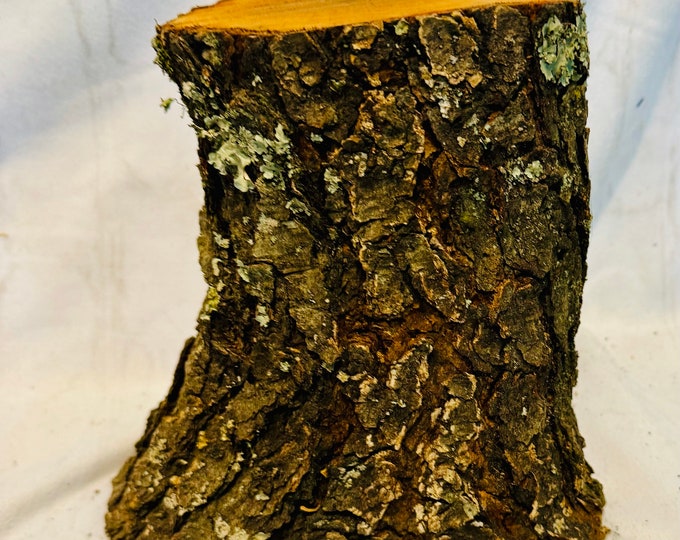 Rustic Cherry Wood Stump- Double Tree Stump - Terrarium/fairy Garden ...