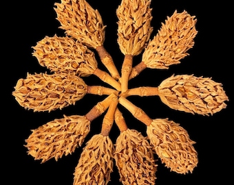 Dried Magnolia Seed Pods 8 Brown Cones With Red Seeds Southern Magnolia ...